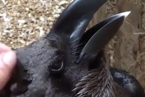 Ambiguous illusions - Eyecon - Optical Illusions