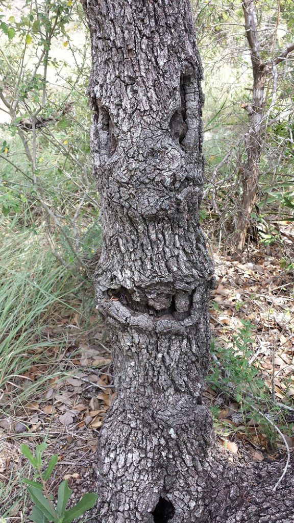 Funny tree with a face - Eyecon - Optical Illusions